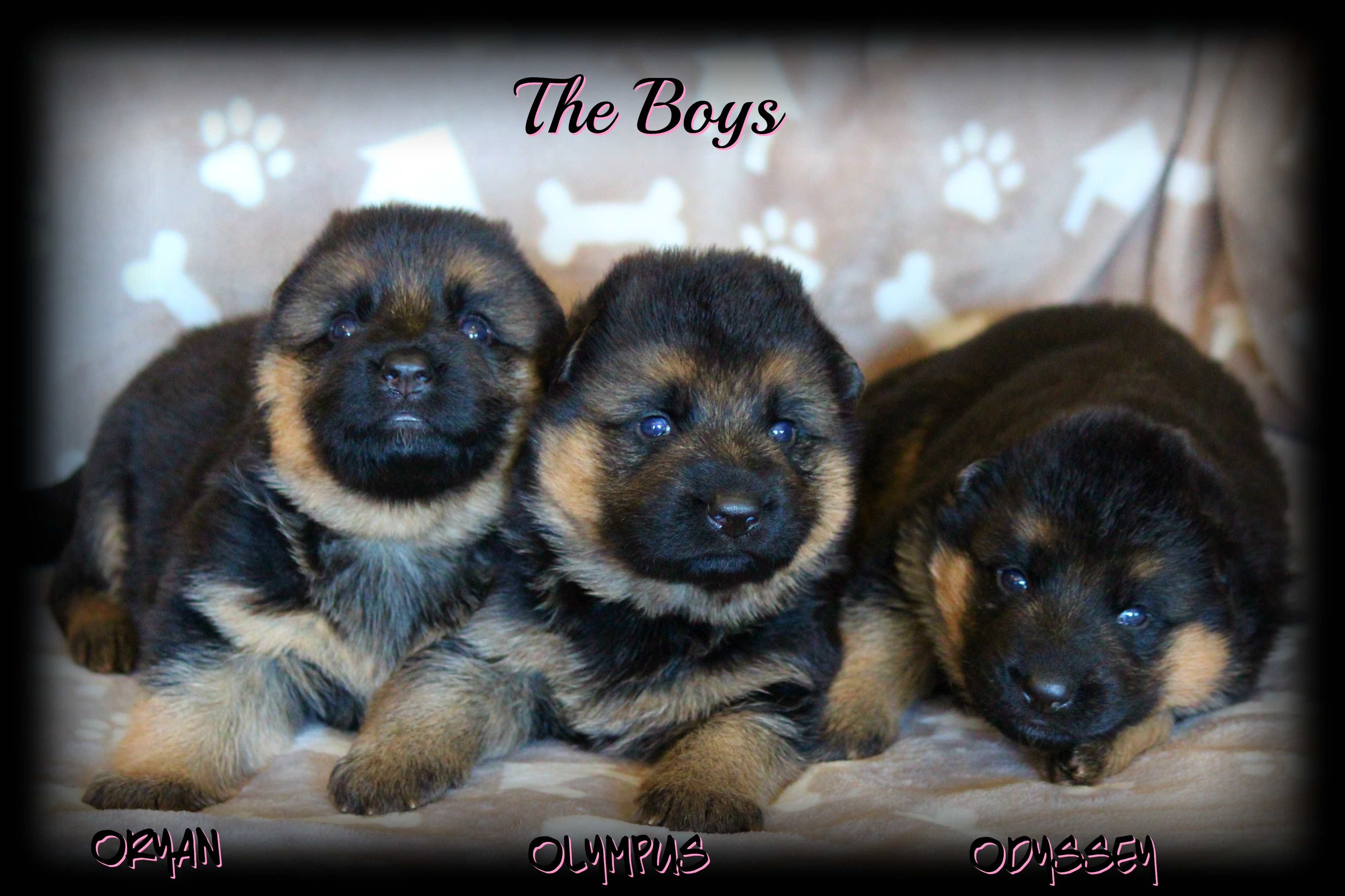 So Cal German Shepherds - Available Puppies